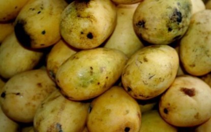 Palawan seeks DA’s help vs. mango weevil infestation - PTV News