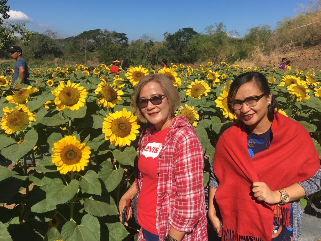 Piddig flower farm attracts thousands of tourists - PTV News