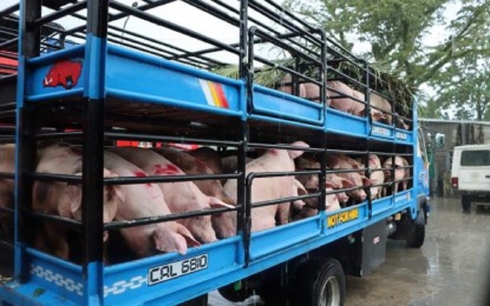 Rules to ease transport of chicken and hogs without compromising food ...