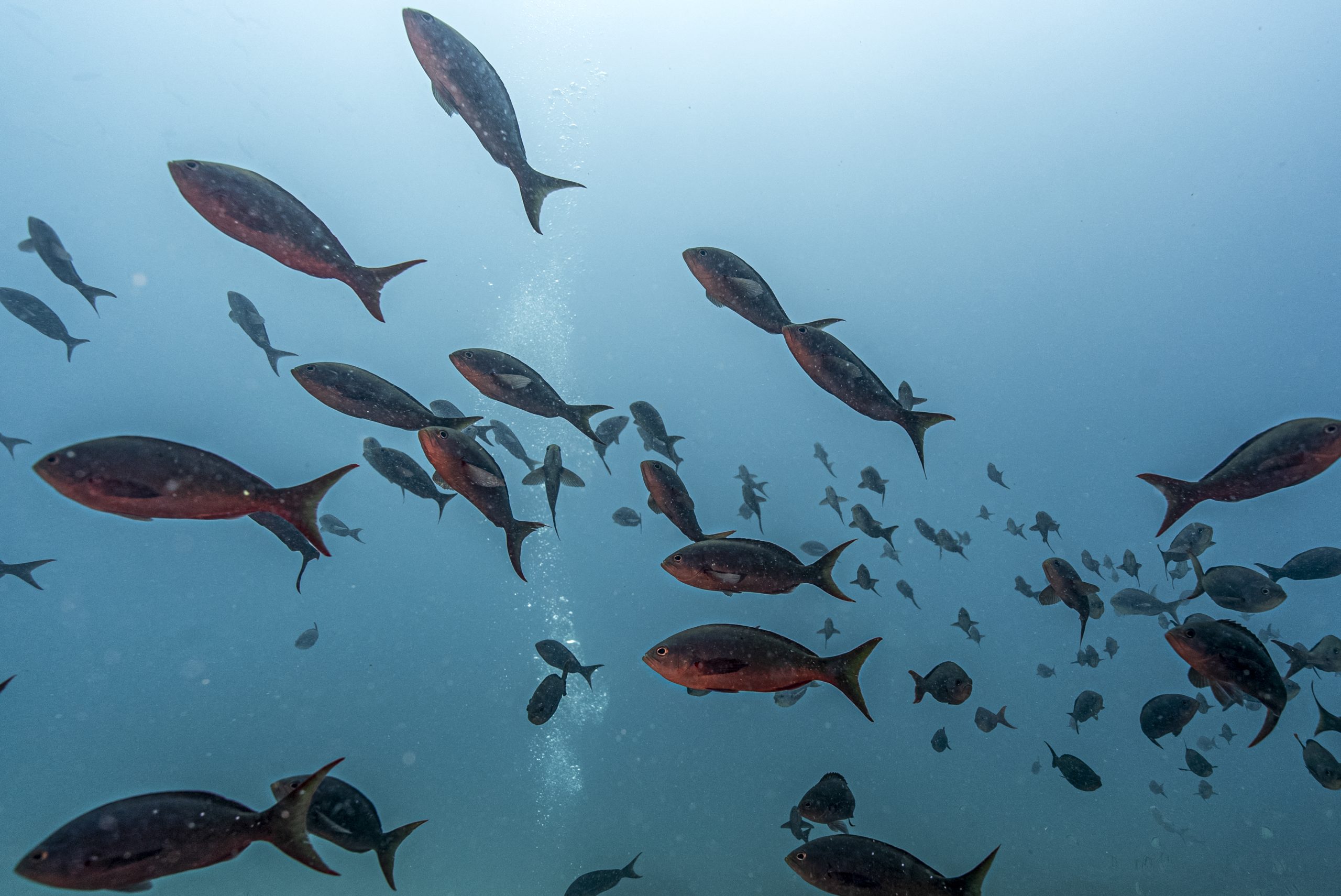 Greenpeace calls for high seas protected area in Galapagos - PTV News