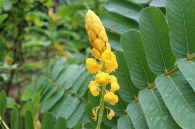 Akapulko-1 - PTV News