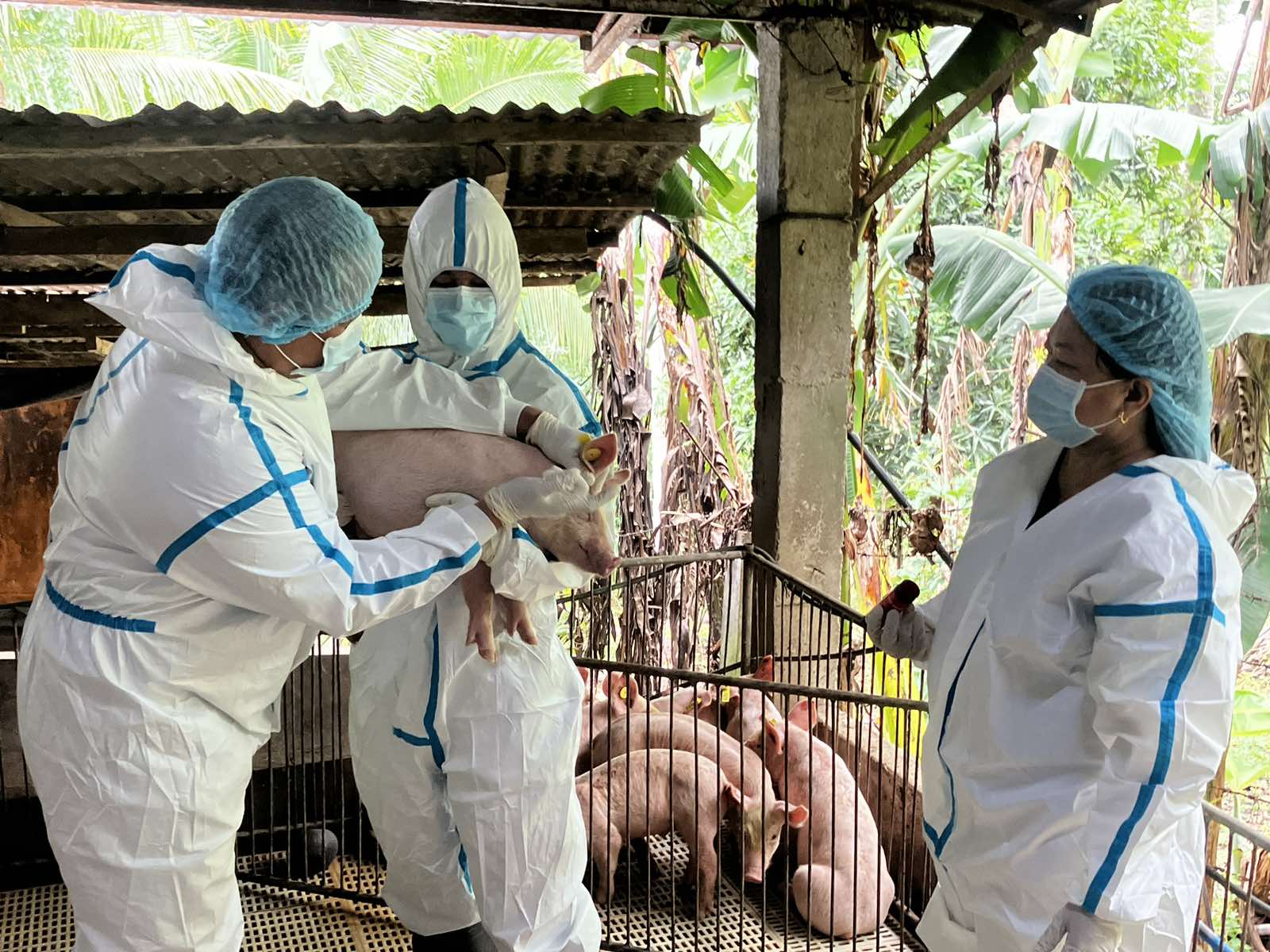 DA rolls out 1st gov’t-controlled vaccination vs. ASF in Batangas - PTV ...