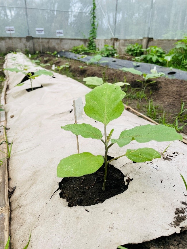 DOST develops biodegradable paper mulch for sustainable farming - PTV News